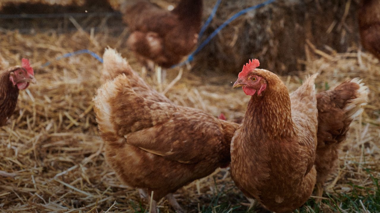 Poultry | Loudoun Farms