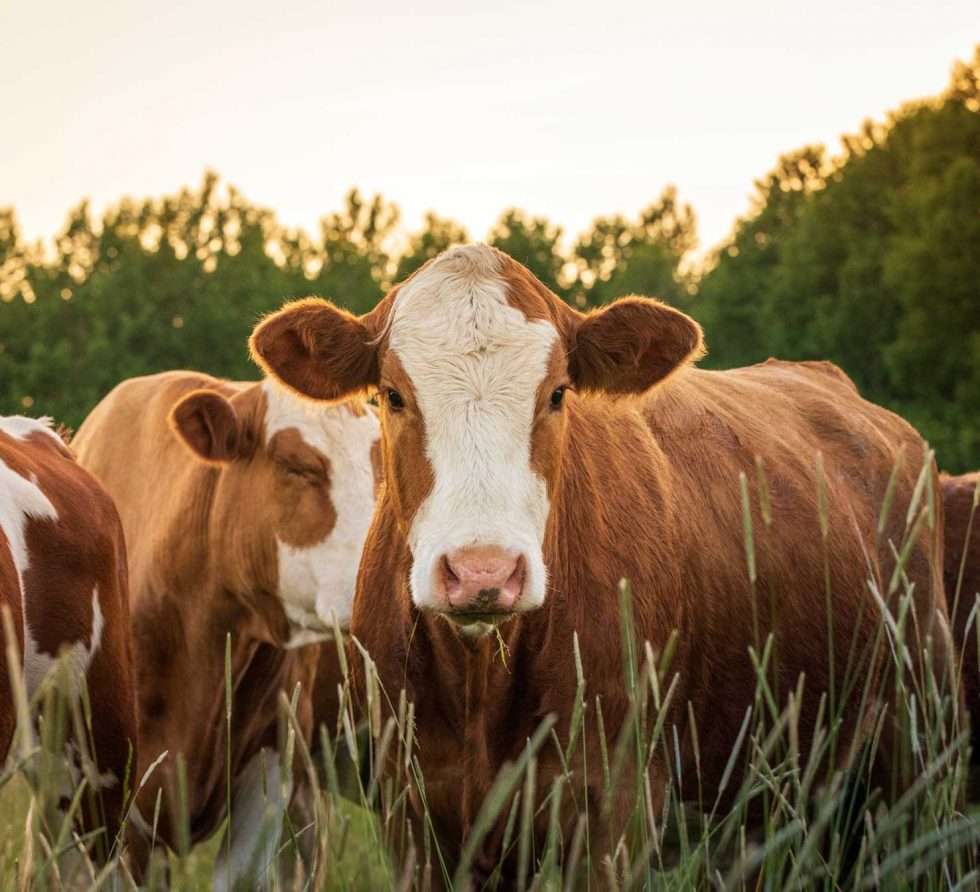 Beef | Loudoun Farms